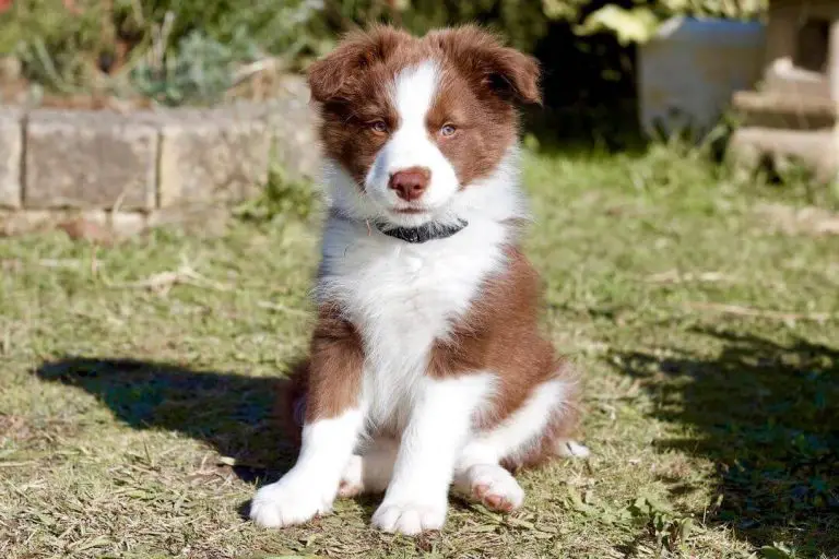 15 Adorable Photos Of Border Collie Puppies That Will Make Everyone ...