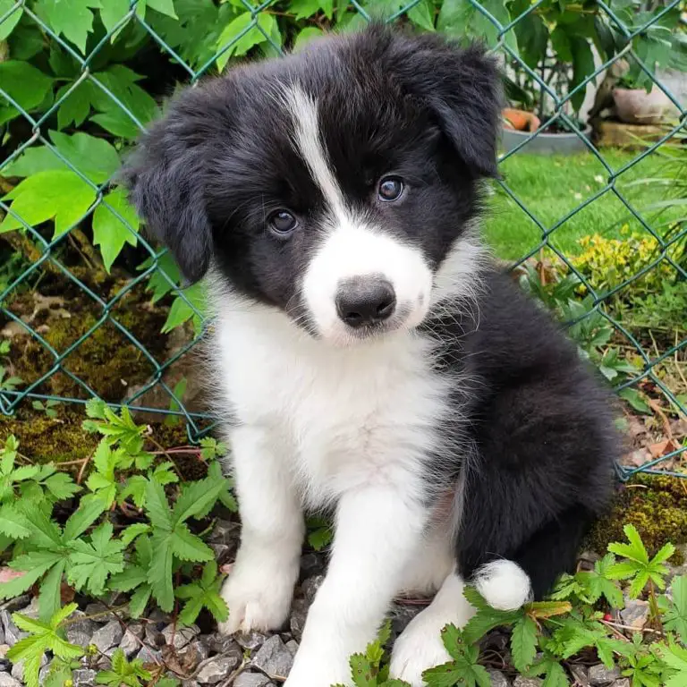 15 Adorable Photos Of Border Collie Puppies That Will Make Everyone ...