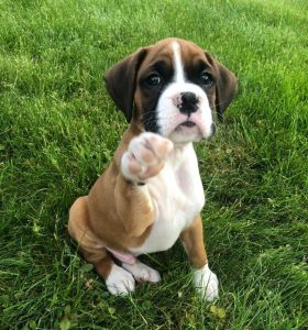 15 Photos Of Adorable Boxer Puppies That Make Everyone's Heart Melt ...