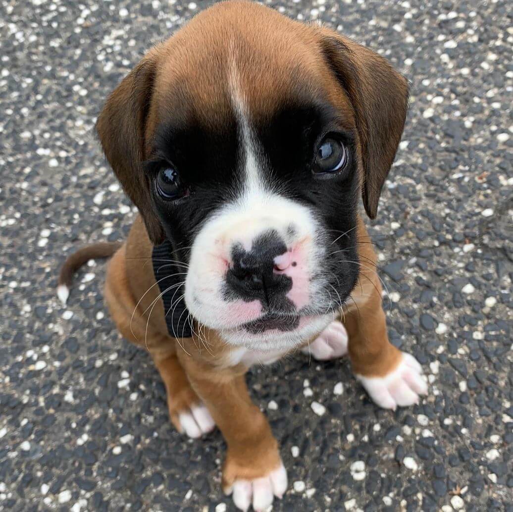 15 Photos Of Adorable Boxer Puppies That Make Everyone's Heart Melt ...
