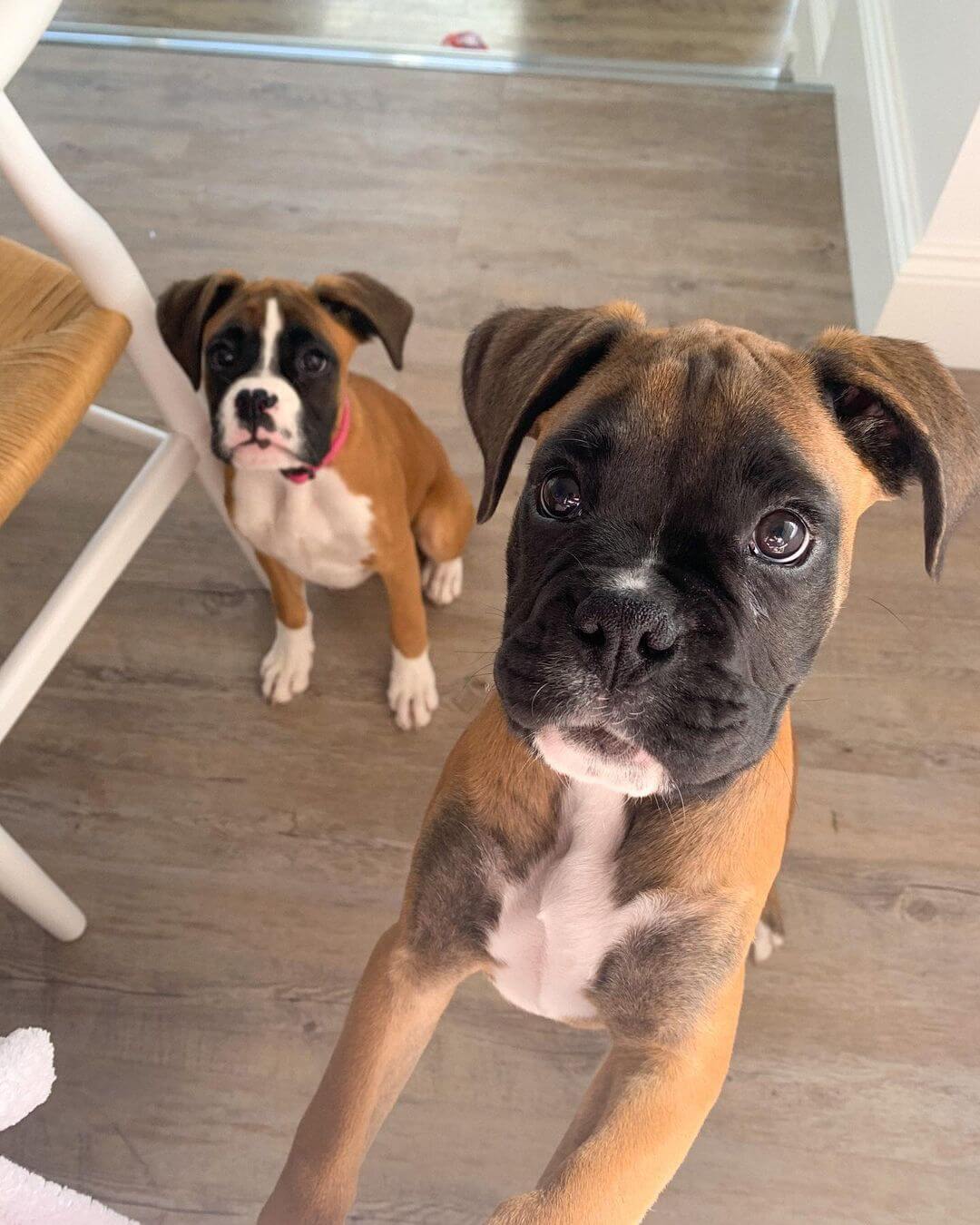15 Photos Of Adorable Boxer Puppies That Make Everyone's Heart Melt ...