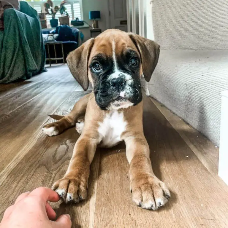15 Photos Of Adorable Boxer Puppies That Make Everyone's Heart Melt ...