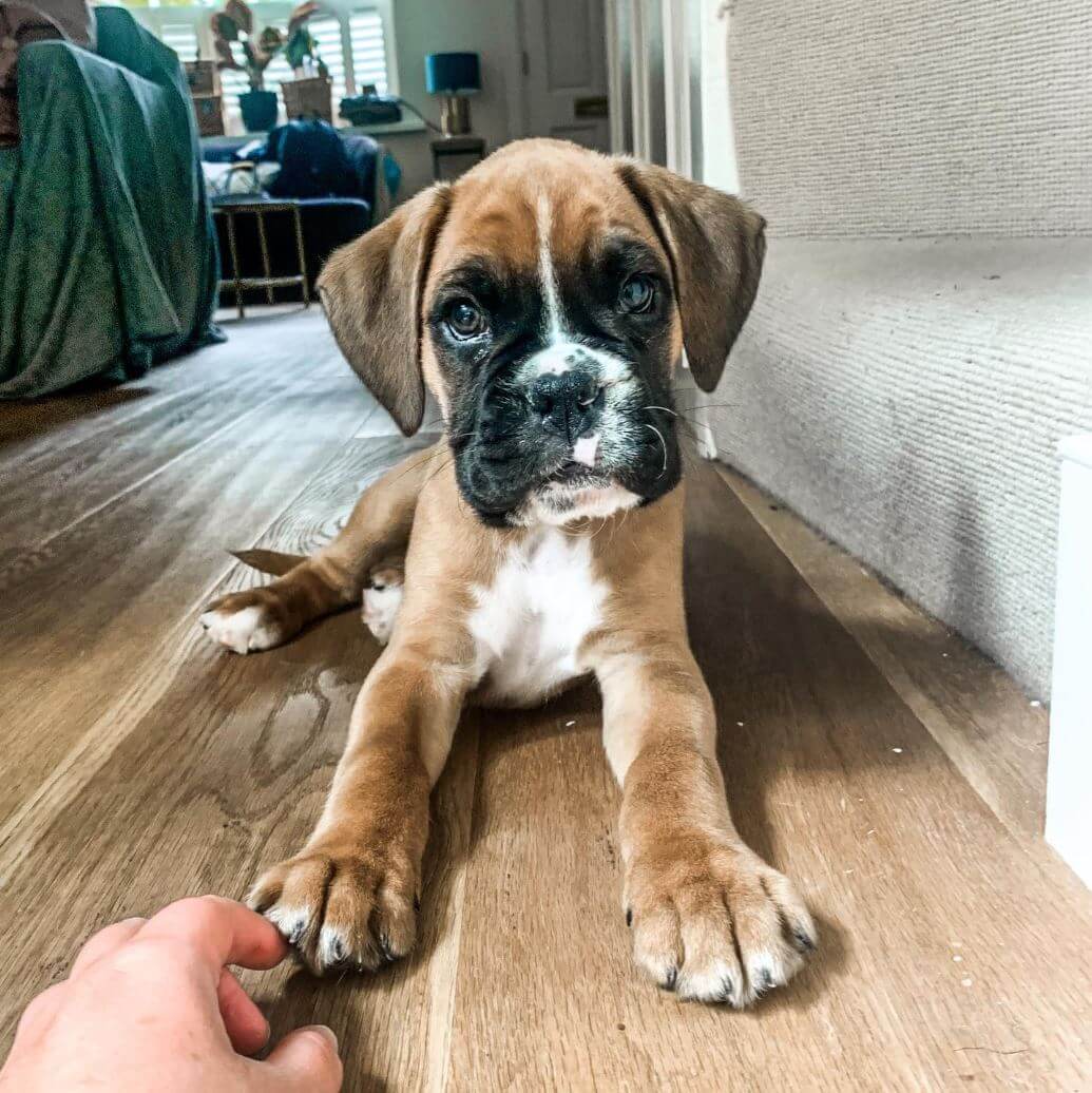 15 Photos Of Adorable Boxer Puppies That Make Everyone's Heart Melt ...