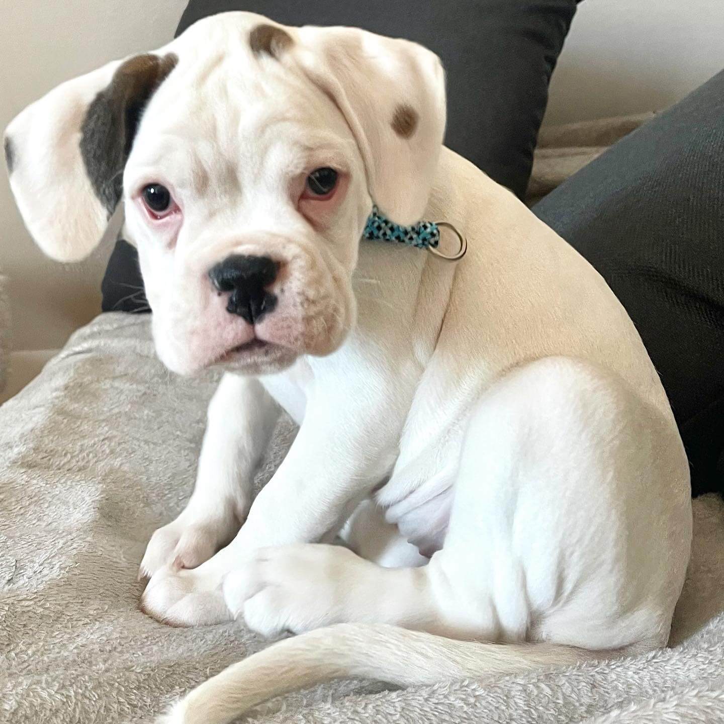 15 Photos Of Adorable Boxer Puppies That Make Everyone's Heart Melt ...