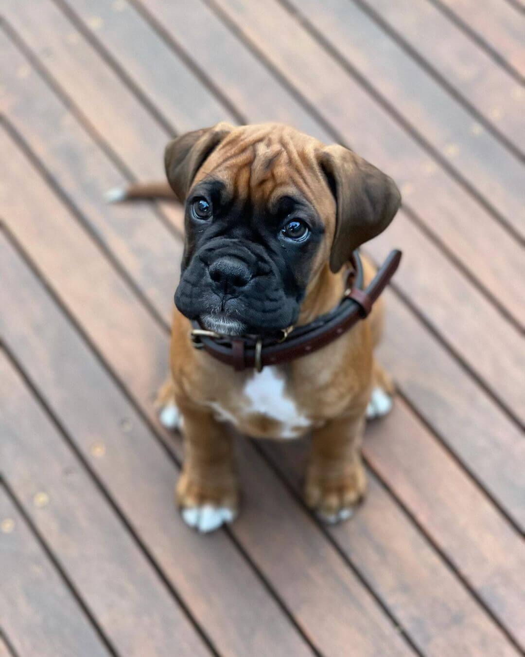15 Photos Of Adorable Boxer Puppies That Make Everyone's Heart Melt ...