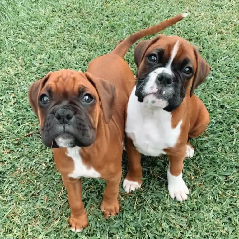 15 Photos Of Adorable Boxer Puppies That Make Everyone's Heart Melt - ilovedogscute.com