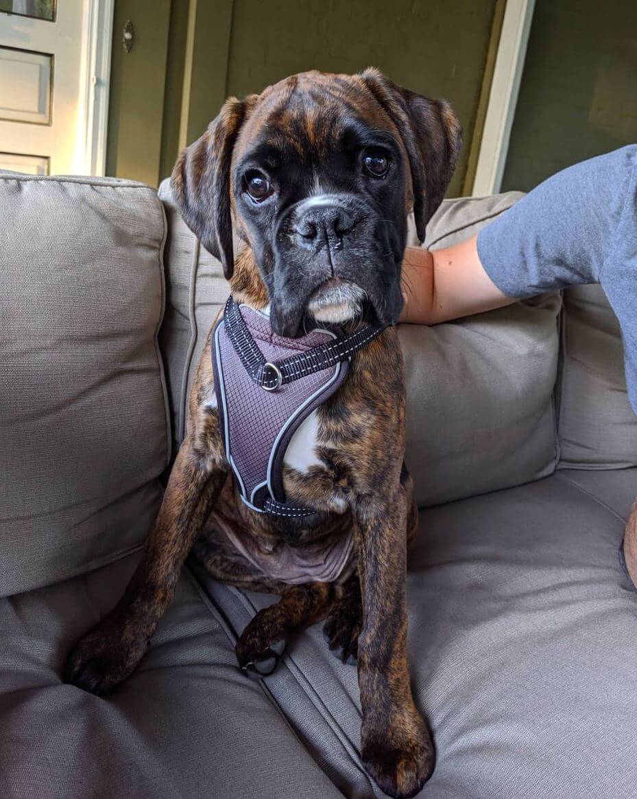 15 Photos Of Adorable Boxer Puppies That Make Everyone's Heart Melt ...