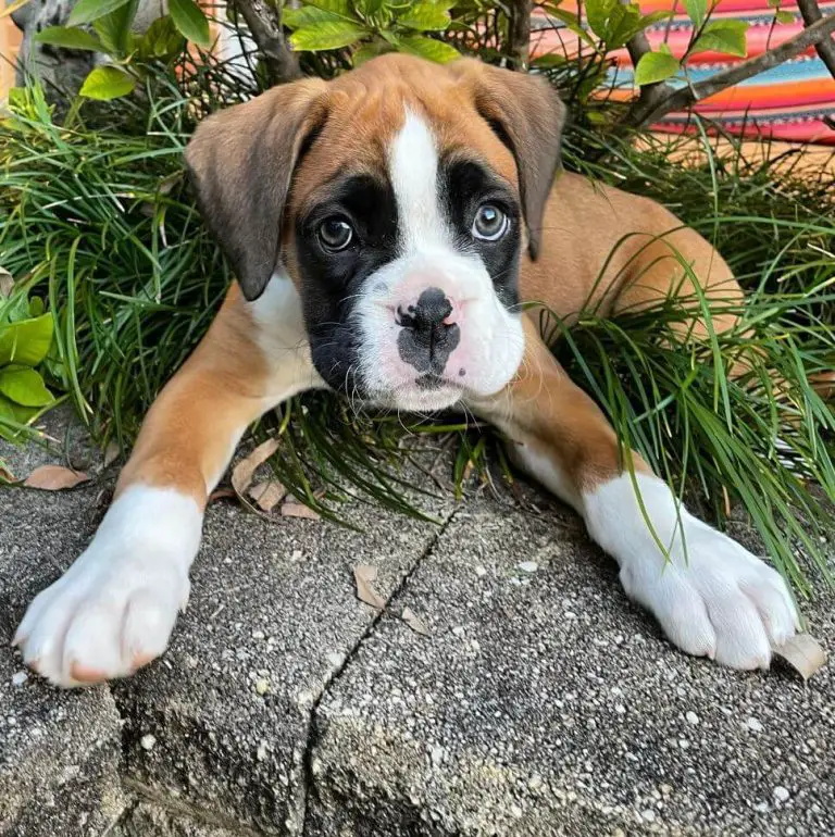 15 Photos Of Adorable Boxer Puppies That Make Everyone's Heart Melt ...
