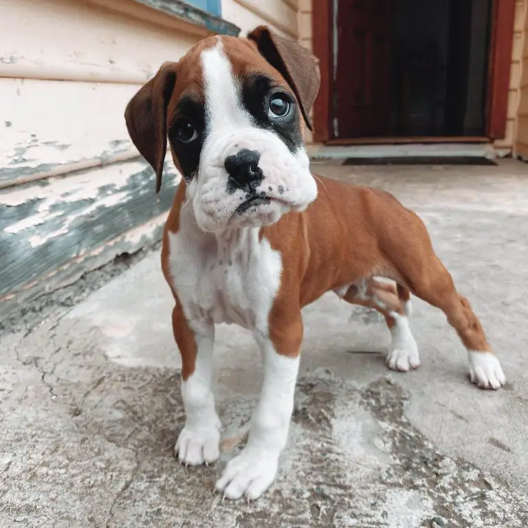 15 Photos Of Adorable Boxer Puppies That Make Everyone's Heart Melt ...