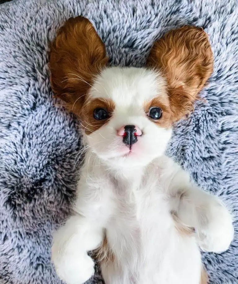 15 Adorable Photos Of Cavalier King Charles Spaniel Puppies With Pure ...