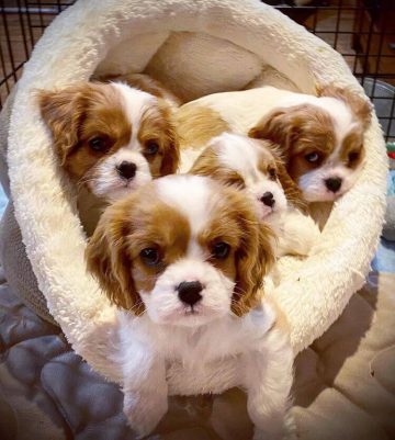 15 Adorable Photos Of Cavalier King Charles Spaniel Puppies With Pure ...