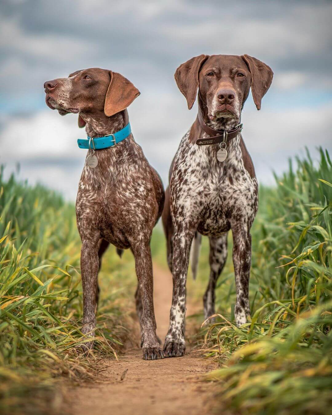 15 Dog Breeds That Love To Be The Center Of Attention - ilovedogscute.com