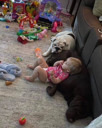 15 Adorable Pictures Of Dogs And Babies In The Dog Nanny Challenge ...