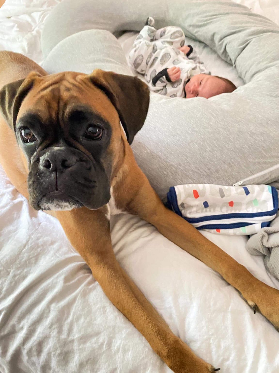 15 Adorable Pictures Of Dogs And Babies In The Dog Nanny Challenge ...