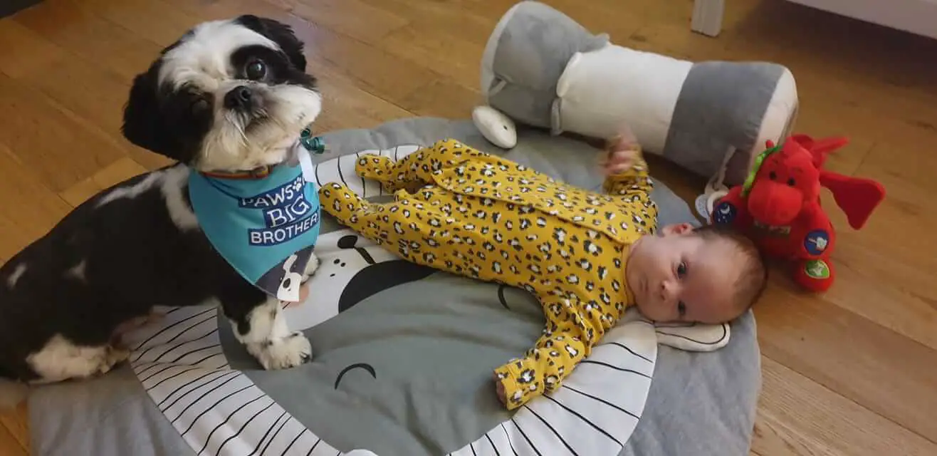 15 Adorable Pictures Of Dogs And Babies In The Dog Nanny Challenge ...