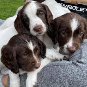 15 Adorable Photos Of English Springer Spaniel Puppies With Pure Beauty ...