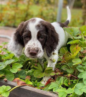 15 Adorable Photos Of English Springer Spaniel Puppies With Pure Beauty ...