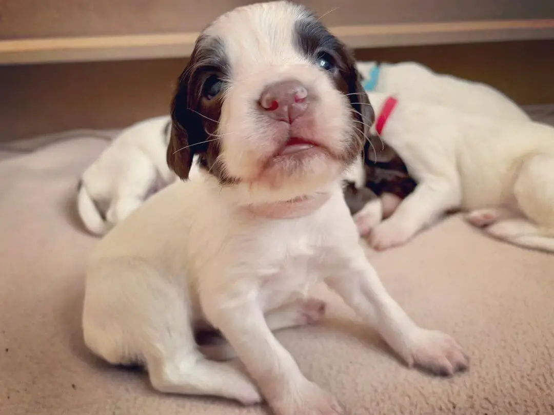15 Adorable Photos Of English Springer Spaniel Puppies With Pure Beauty ...