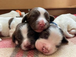 15 Adorable Photos Of English Springer Spaniel Puppies With Pure Beauty ...