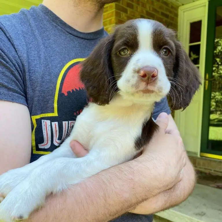 15 Adorable Photos Of English Springer Spaniel Puppies With Pure Beauty ...