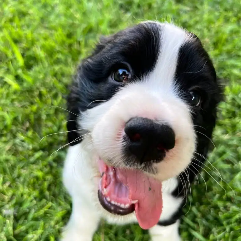 15 Adorable Photos Of English Springer Spaniel Puppies With Pure Beauty ...