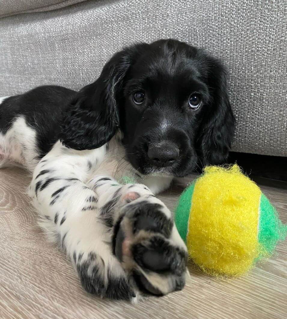 15 Adorable Photos Of English Springer Spaniel Puppies With Pure Beauty ...