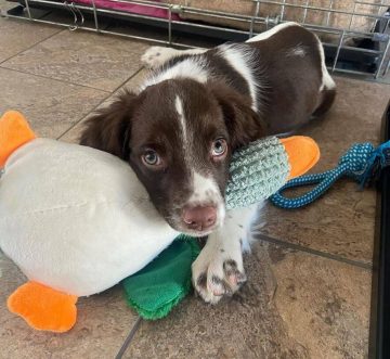 15 Adorable Photos Of English Springer Spaniel Puppies With Pure Beauty ...