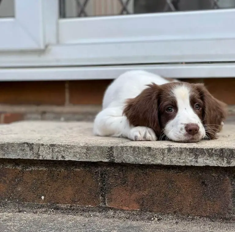 15 Adorable Photos Of English Springer Spaniel Puppies With Pure Beauty ...