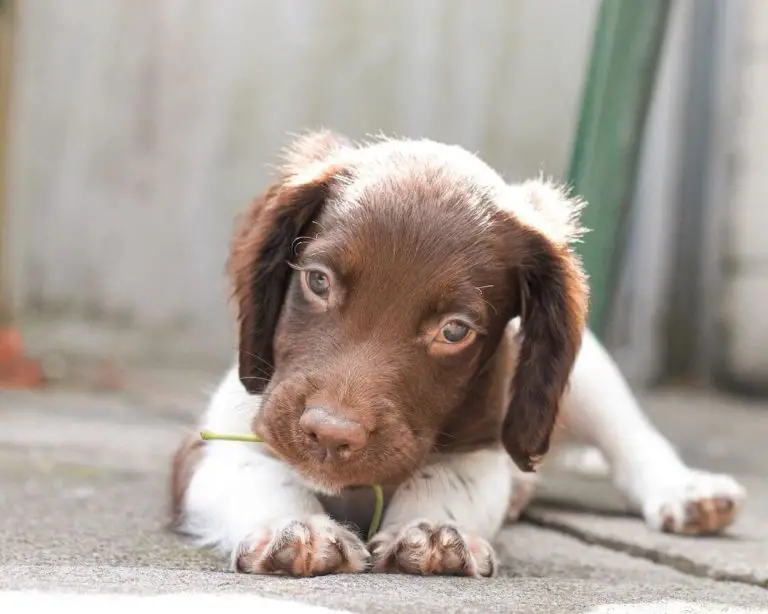 15 Adorable Photos Of English Springer Spaniel Puppies With Pure Beauty ...