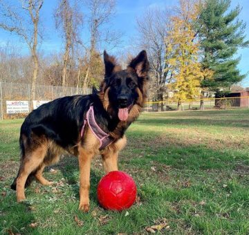 Top 15 Fastest Dog Breeds - ilovedogscute.com