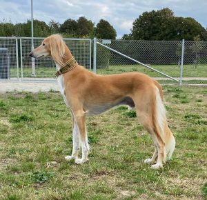 Top 15 Fastest Dog Breeds - ilovedogscute.com