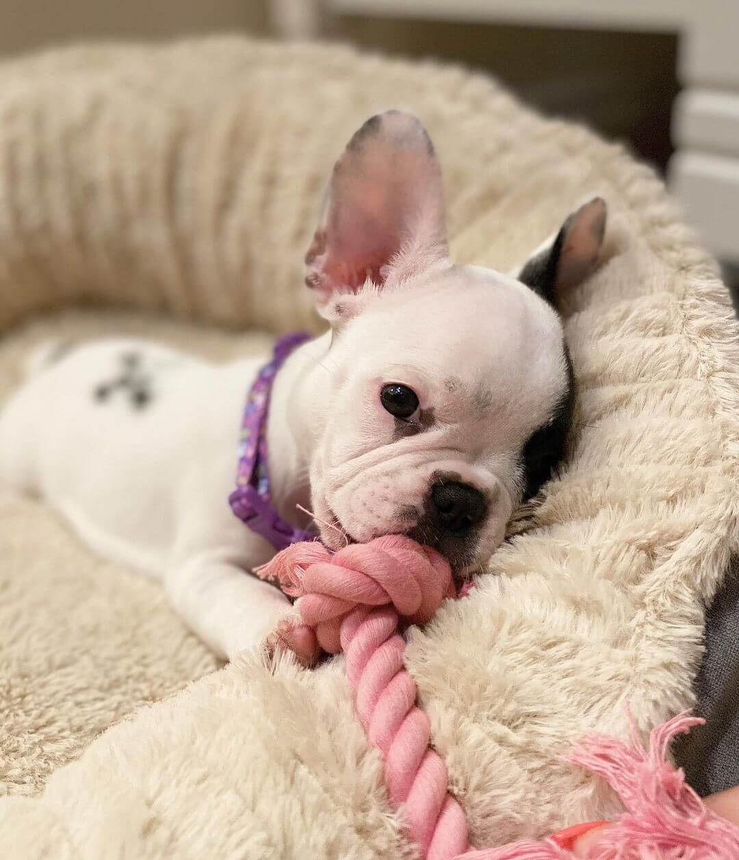 15 Photos Of Adorable French Bulldog Puppies That Make Everyone's Heart ...