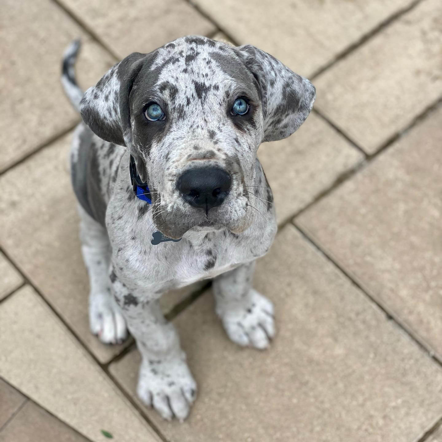 15 Photos Of Great Dane Puppies That Will Make You Fall In Love ...