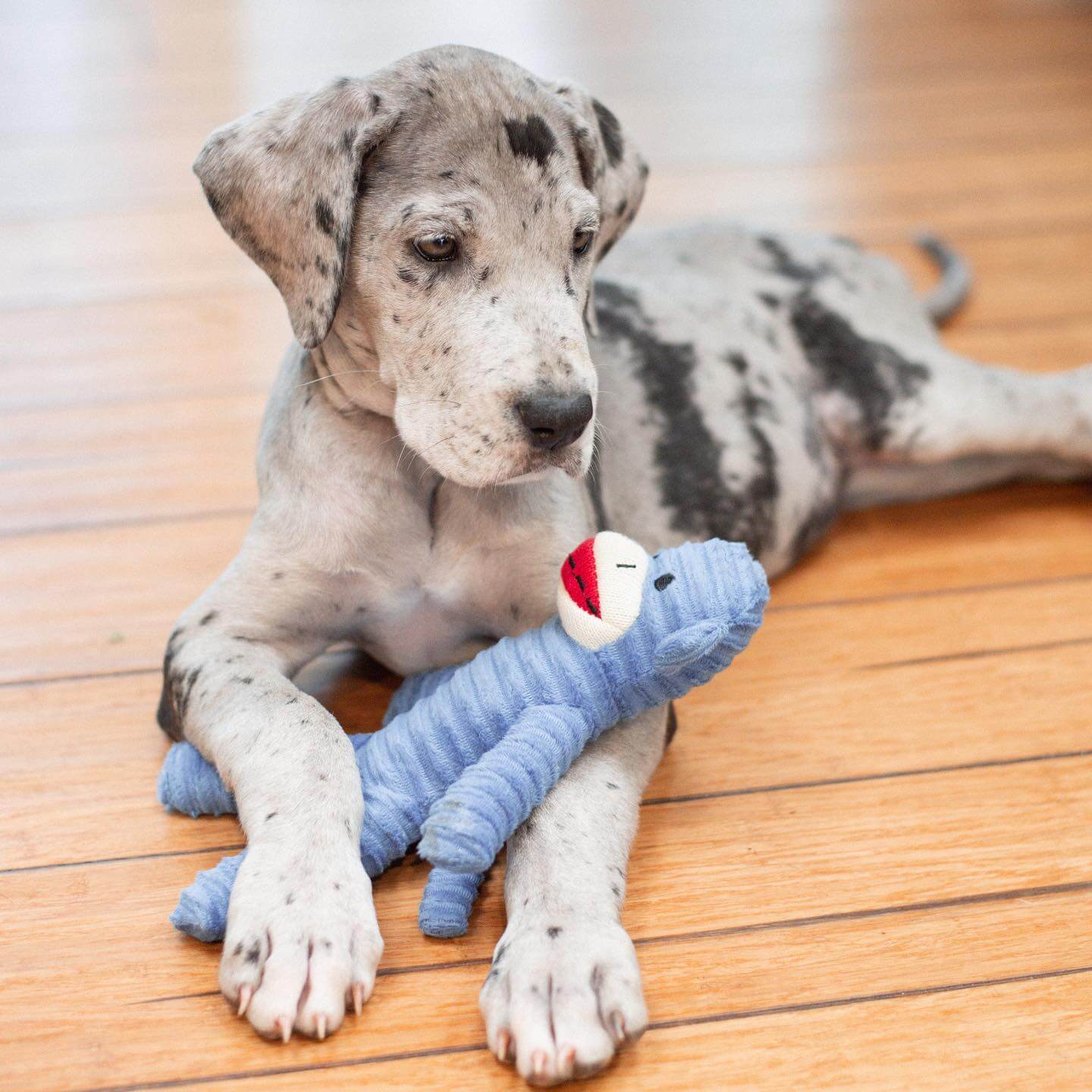 15 Photos Of Great Dane Puppies That Will Make You Fall In Love ...