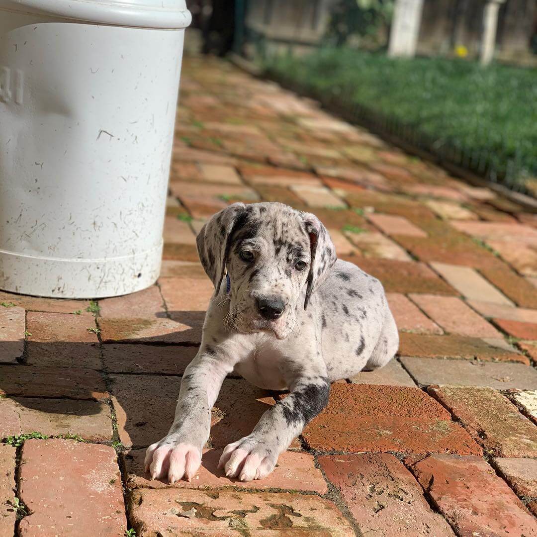 15 Photos Of Great Dane Puppies That Will Make You Fall In Love ...
