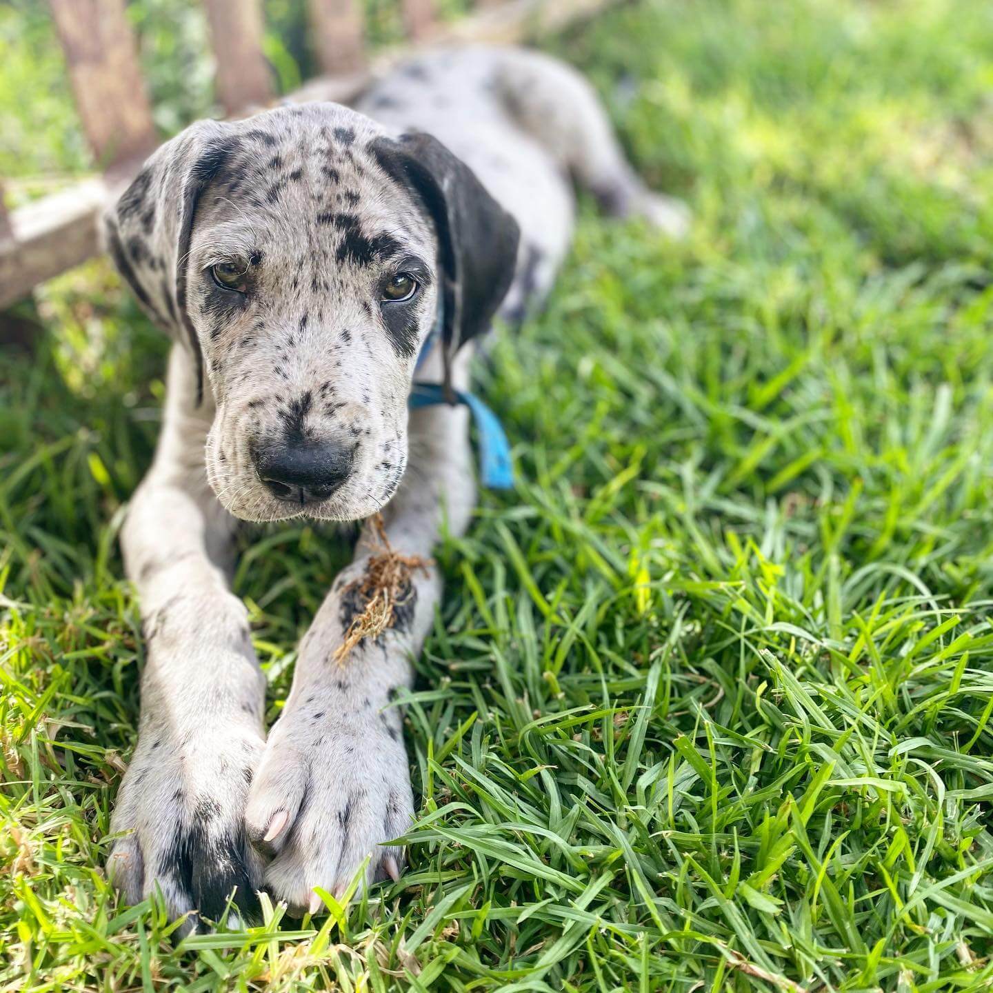 15 Photos Of Great Dane Puppies That Will Make You Fall In Love