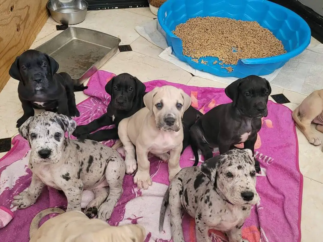 15 Photos Of Great Dane Puppies That Will Make You Fall In Love ...