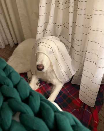 15 Funny Pictures Of Dogs In The Hidden Dog Challenge - ilovedogscute.com