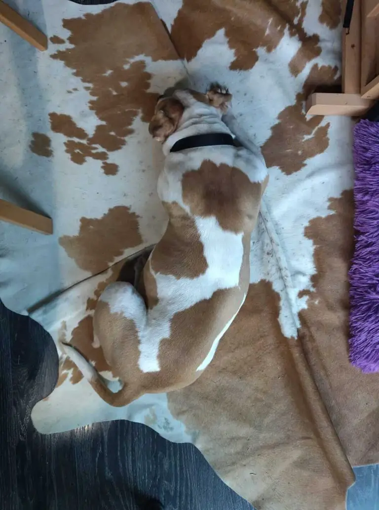 15 Funny Pictures Of Dogs In The Hidden Dog Challenge - ilovedogscute.com