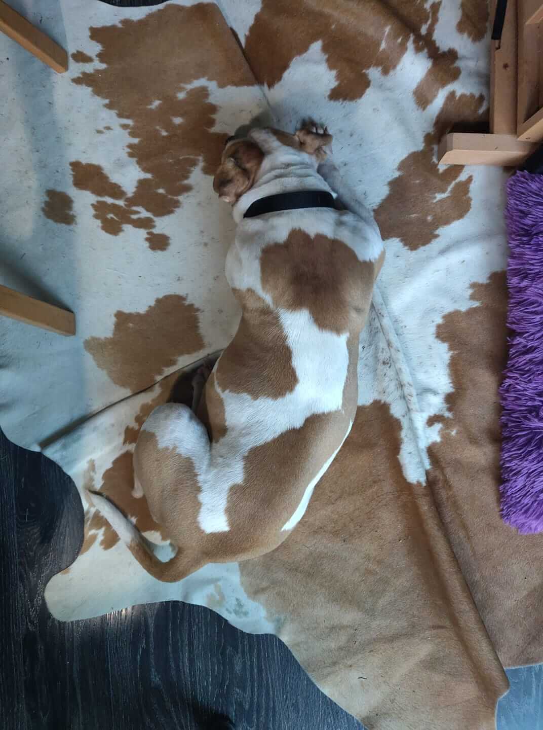 15 Funny Pictures Of Dogs In The Hidden Dog Challenge - ilovedogscute.com