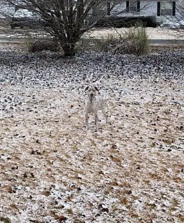 15 Funny Pictures Of Dogs In The Hidden Dog Challenge - ilovedogscute.com