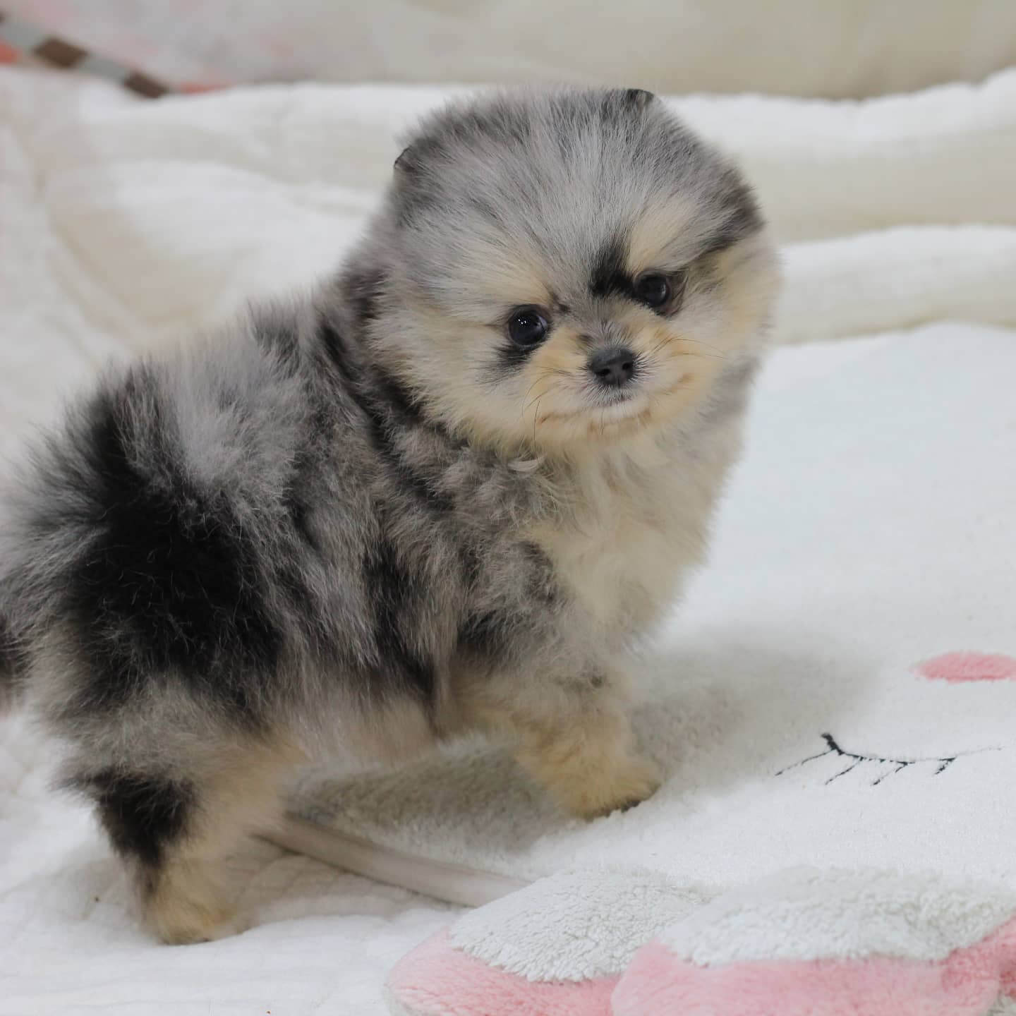 15 Photos Of Adorable Pomeranian Puppies That Make Everyone's Heart ...