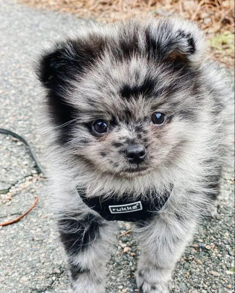 15 Photos Of Adorable Pomeranian Puppies That Make Everyone's Heart ...