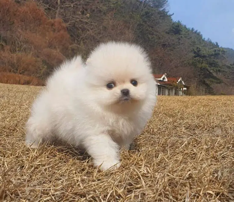 15 Photos Of Adorable Pomeranian Puppies That Make Everyone's Heart ...