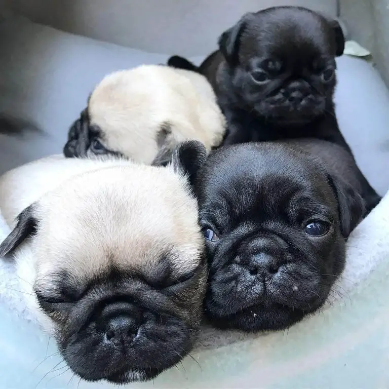 15 Adorable Photos Of Pug Puppies With Pure Beauty - ilovedogscute.com