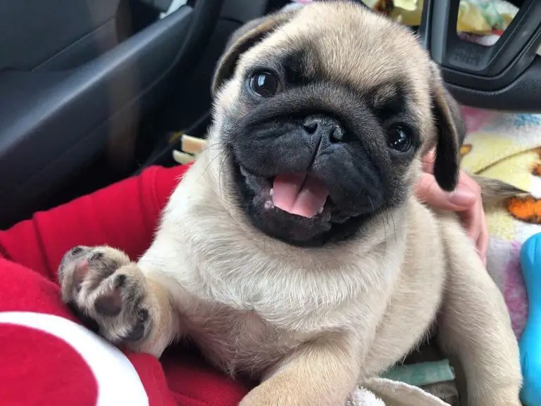 15 Adorable Photos Of Pug Puppies With Pure Beauty - ilovedogscute.com