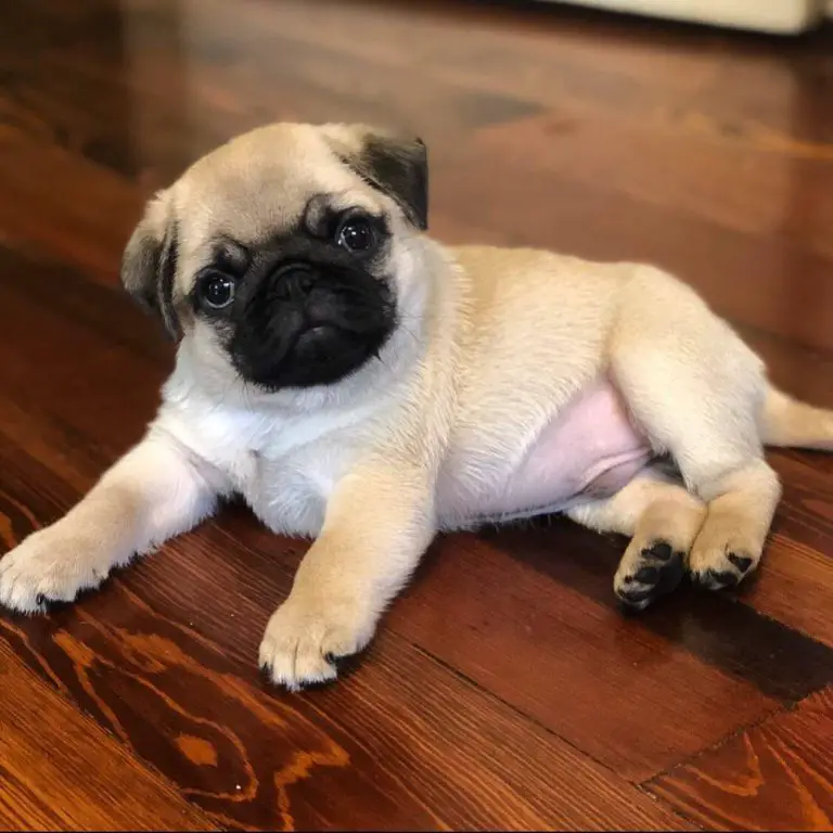 15 Adorable Photos Of Pug Puppies With Pure Beauty - ilovedogscute.com