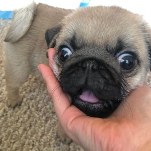 15 Adorable Photos Of Pug Puppies With Pure Beauty - ilovedogscute.com