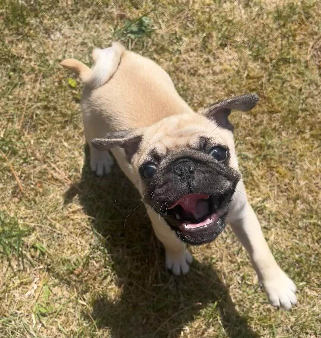 15 Adorable Photos Of Pug Puppies With Pure Beauty - ilovedogscute.com