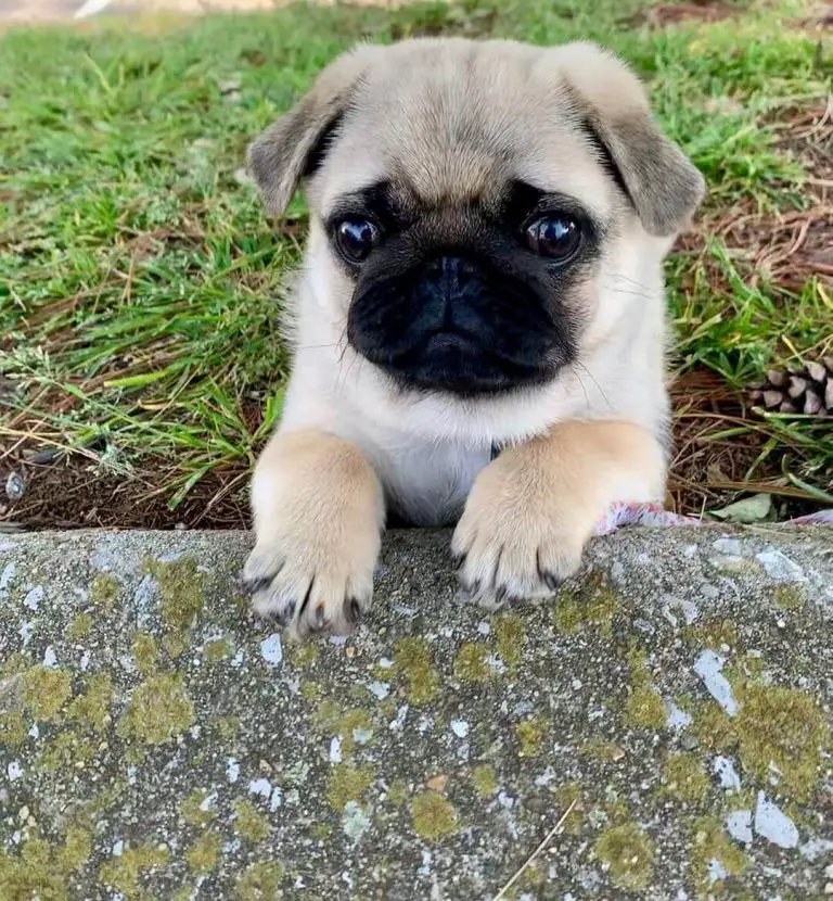15 Adorable Photos Of Pug Puppies With Pure Beauty - ilovedogscute.com